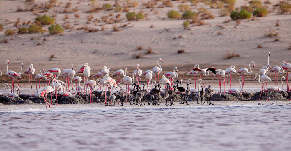 Guardians of blue and green: how the UAE’s protected areas safeguard ...